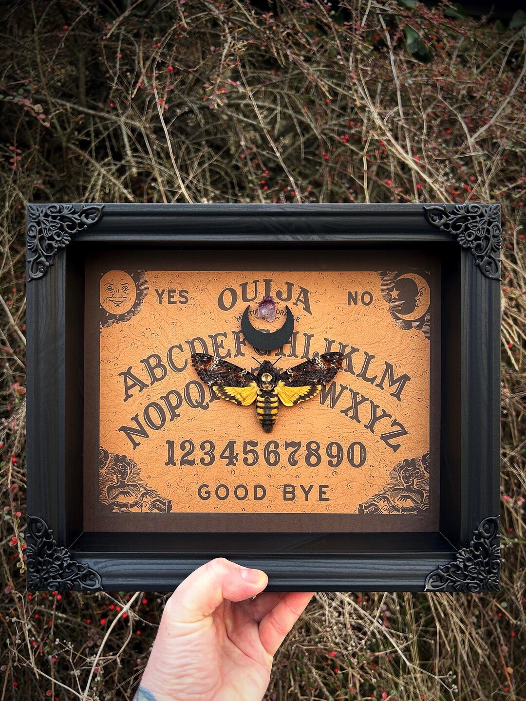 Death Head Hawk Moth Acherontia Atropos Entomology Framed Taxidermy ...