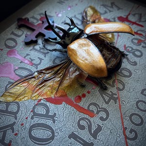 Giant Five Horned Rhino Beetle Eupatorus Gracilicornis Entomology ...