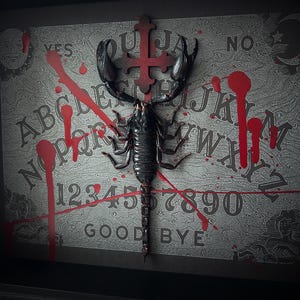 Giant Forest Scorpion LIMITED EDITION Heterometrus Laoticus Entomology ...