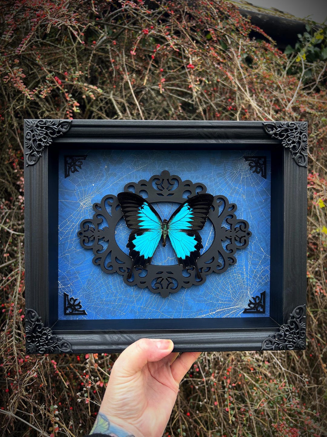 Blue Emperor Swallowtail Papilio Ulysses Entomology Framed Taxidermy ...