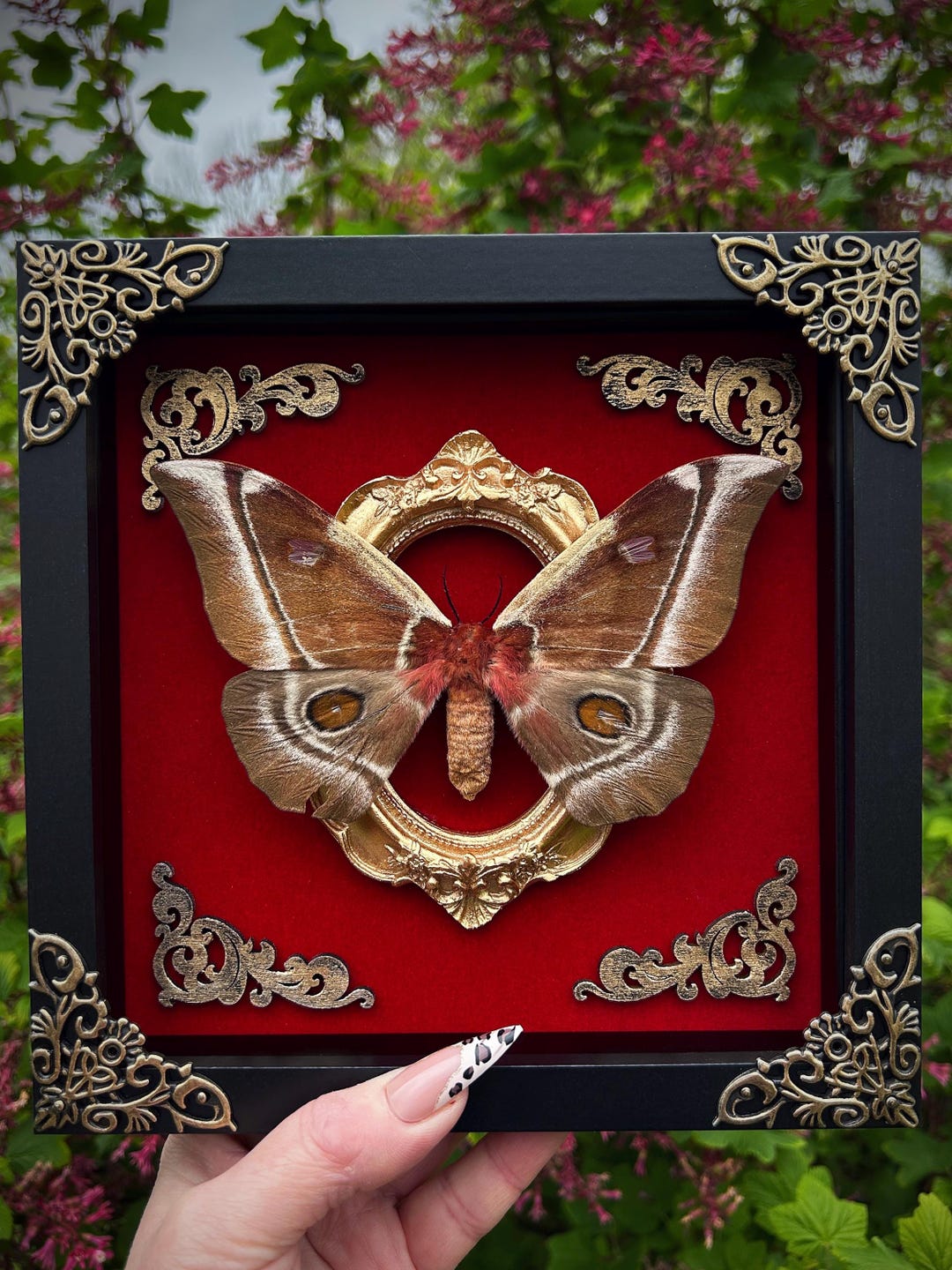 Madagascar Emperor Moth Entomology Framed Taxidermy Display Bunaea ...