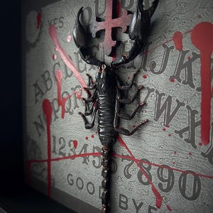 Giant Forest Scorpion LIMITED EDITION Heterometrus Laoticus Entomology ...