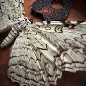 Seldomly Available Giant White Witch Moth Thysannia Agrippina ...