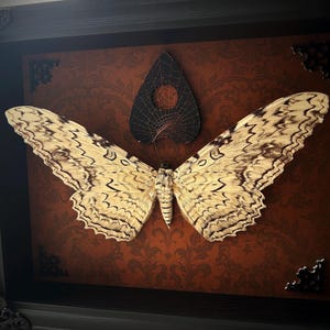 Seldomly Available Giant White Witch Moth Thysannia Agrippina ...