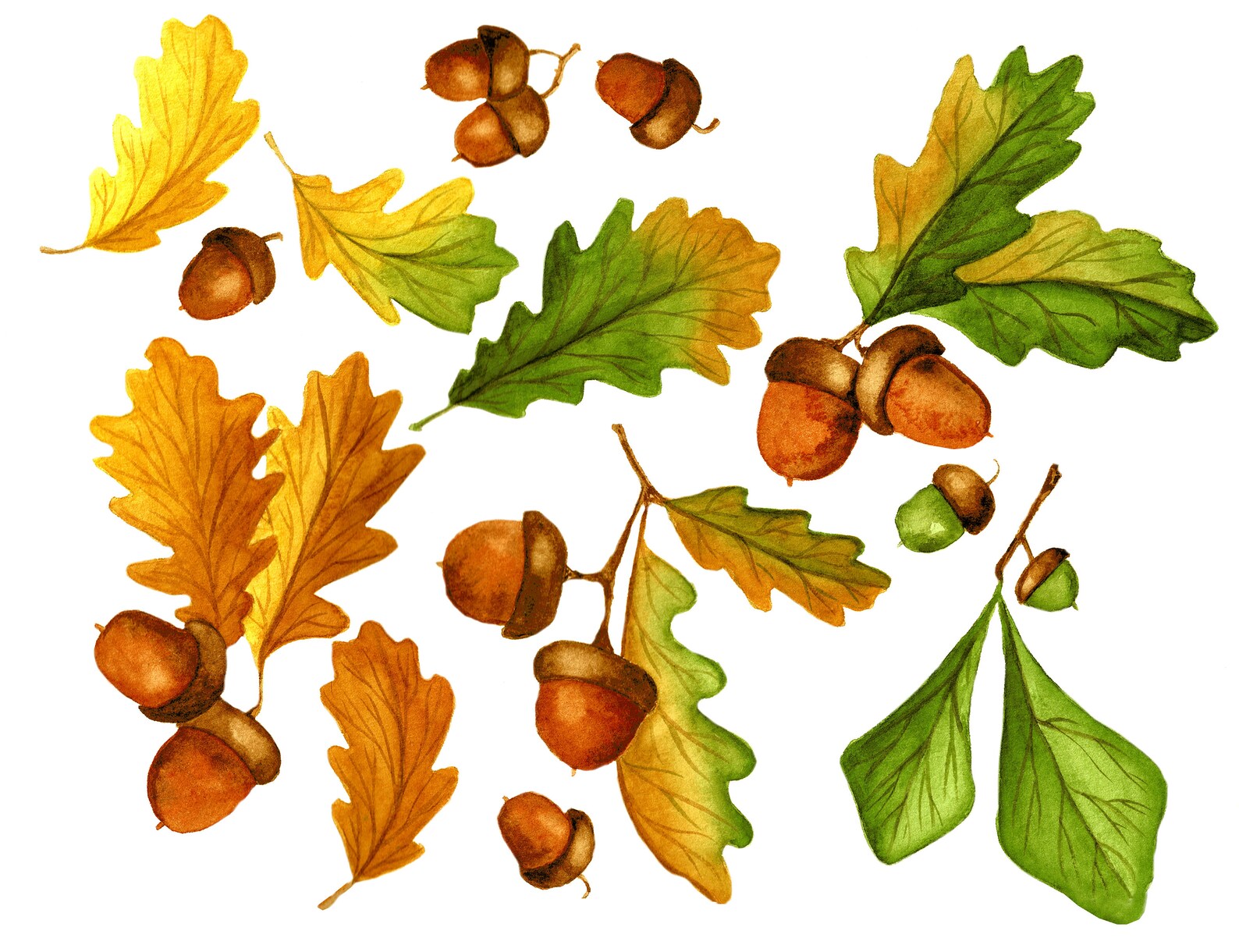 Acorns Leaves Watercolor Clipart Collection - PNG - JPG - Instant ...