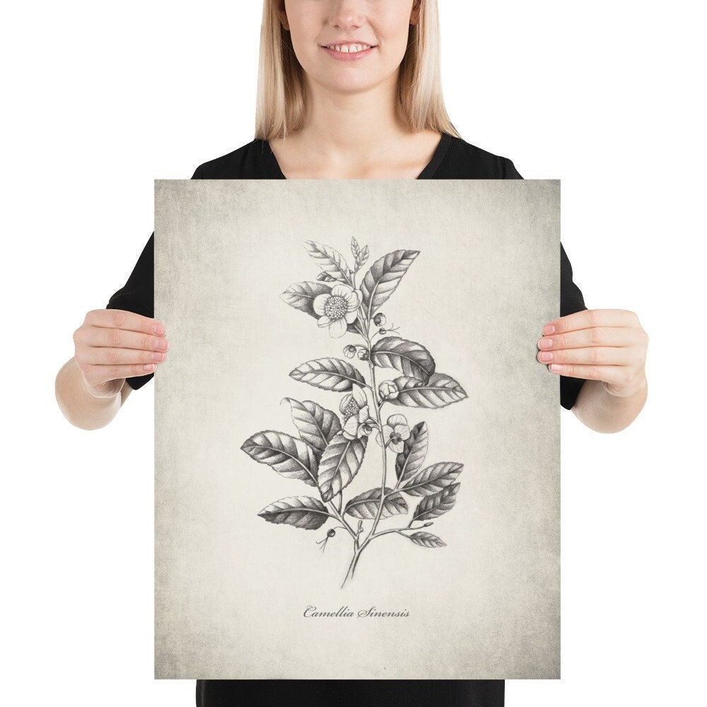 Tea Plant Drawing