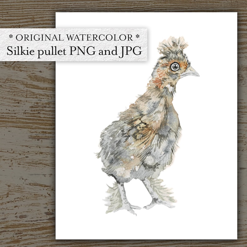 Chickens Watercolor Clipart Collection PNG JPG Instant - Etsy
