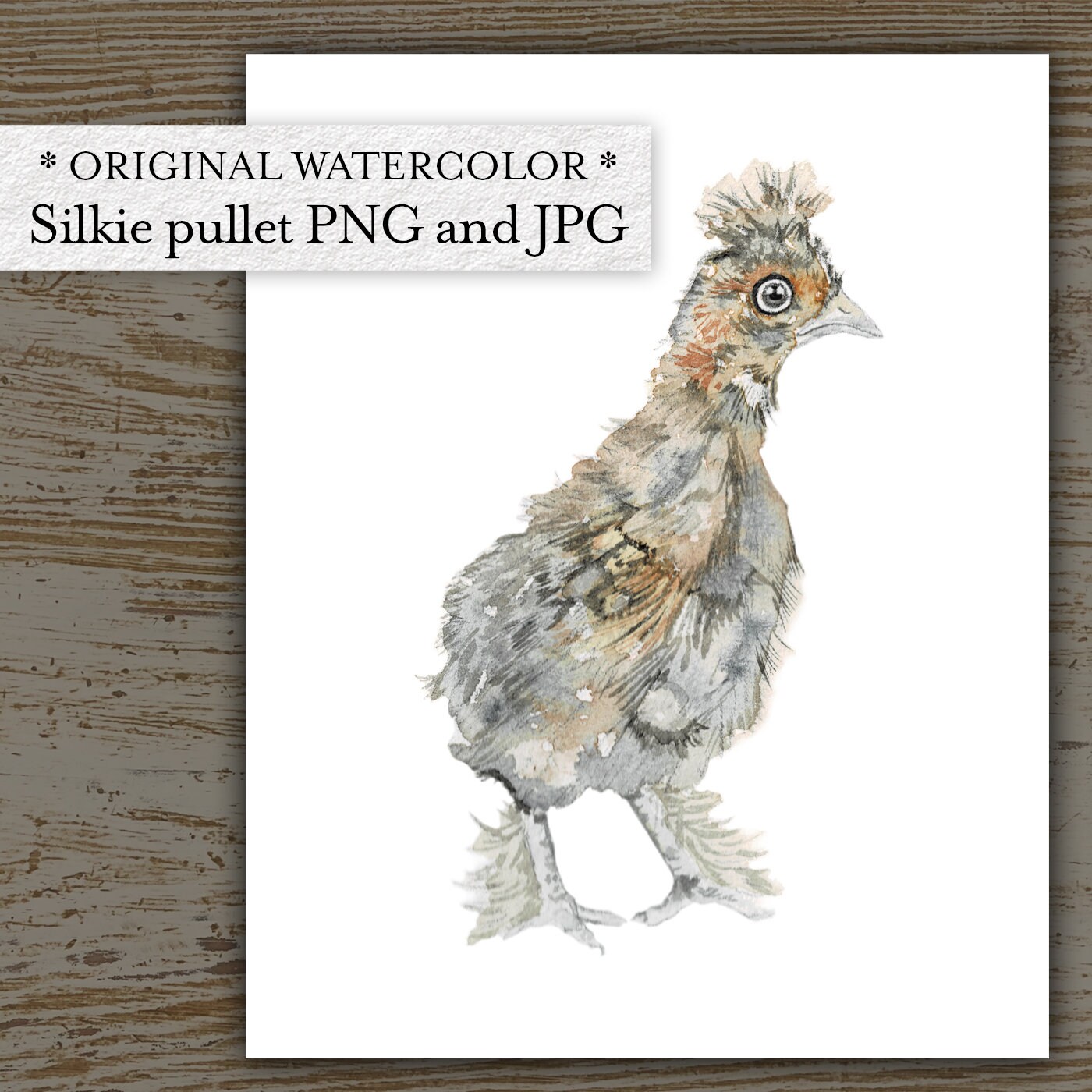 Chickens Watercolor Clipart Collection - PNG - JPG - Instant Download ...