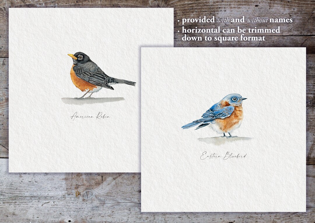Set of 2 Bird Digital Prints 8x10 and 11x14 ~ Original Watercolor Fine ...