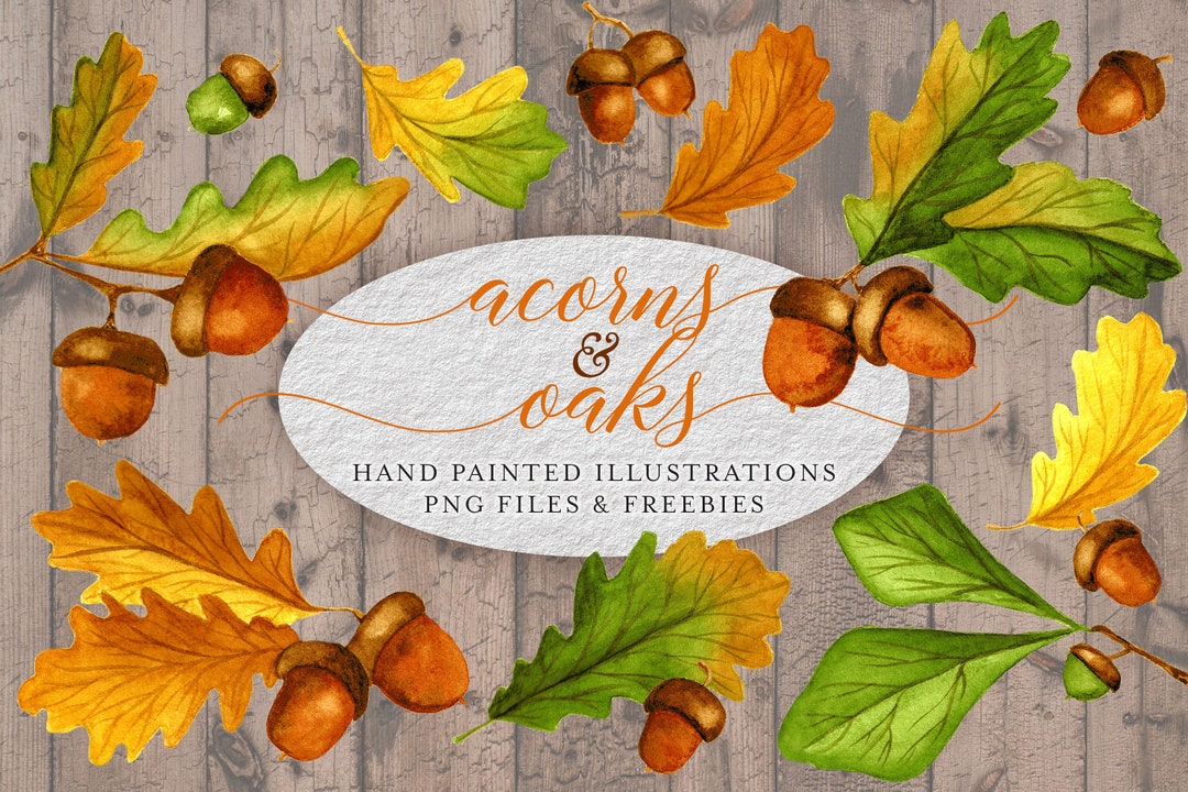 Acorns Leaves Watercolor Clipart Collection - PNG - JPG - Instant ...