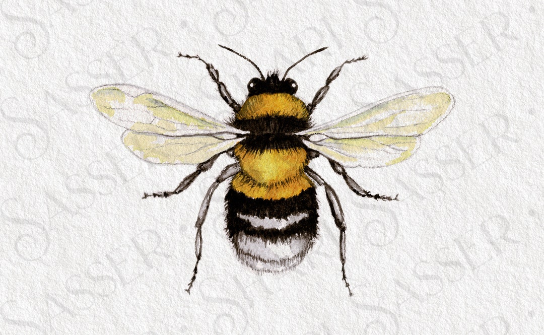 Bumblebee Watercolor Digital Download ~ Jpg and Png for Sublimation ...