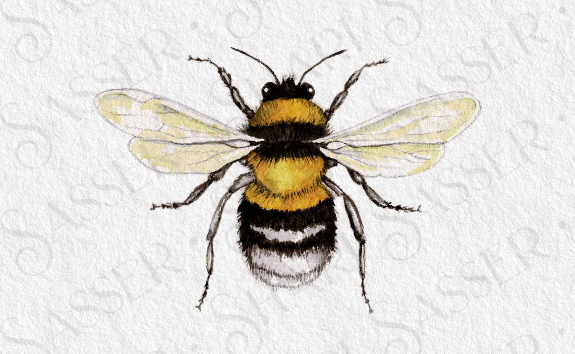 Bumblebee Watercolor Digital Download Jpg and Png for - Etsy