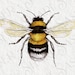 Bumblebee Watercolor Digital Download Jpg and Png for - Etsy