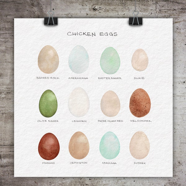 Chicken Breeds Poster - Etsy