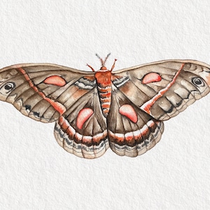 Moth Butterfly Watercolor Digital Download ~ Jpg and Png for ...