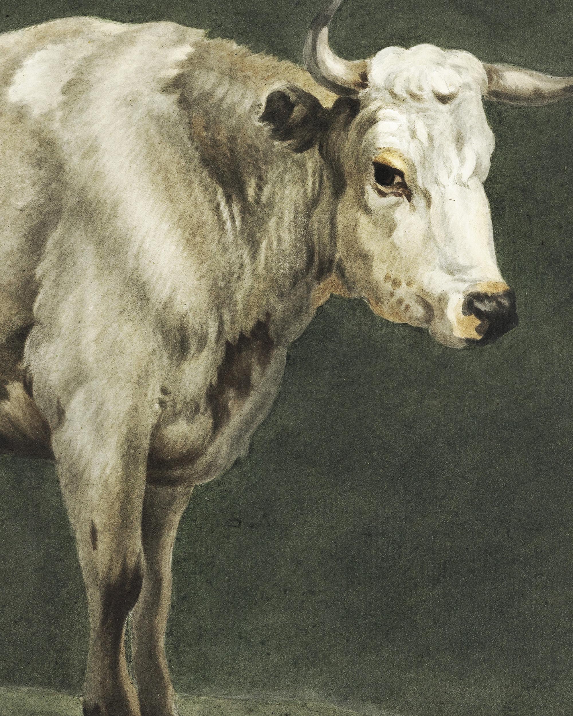 Vintage Cow Print, Antique Cow Painting, Farm Animal Print, Animal Wall ...