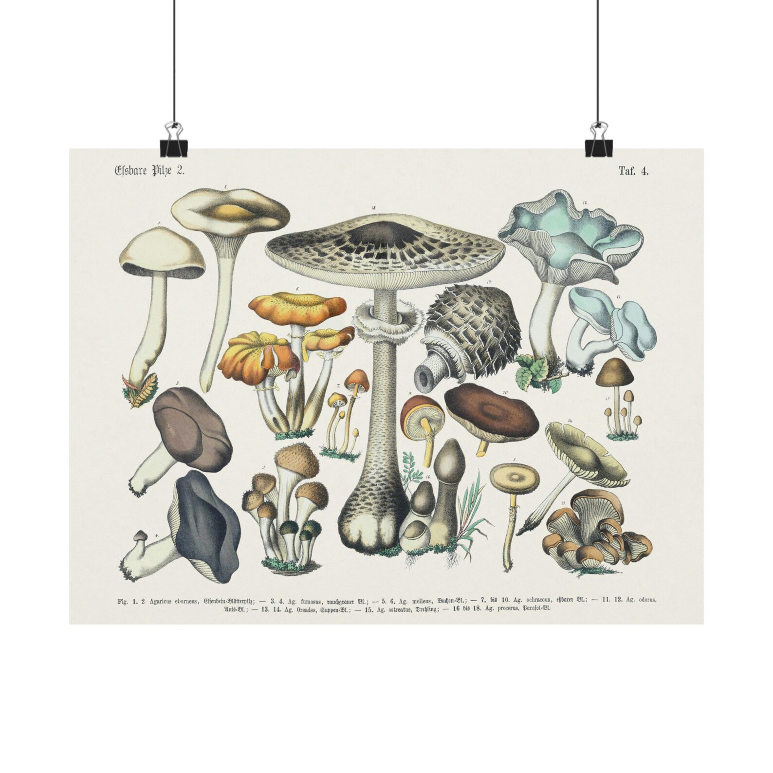 Cute Retro Poster Vintage Mushrooms Wall Art Decor, Trendy Wall ...