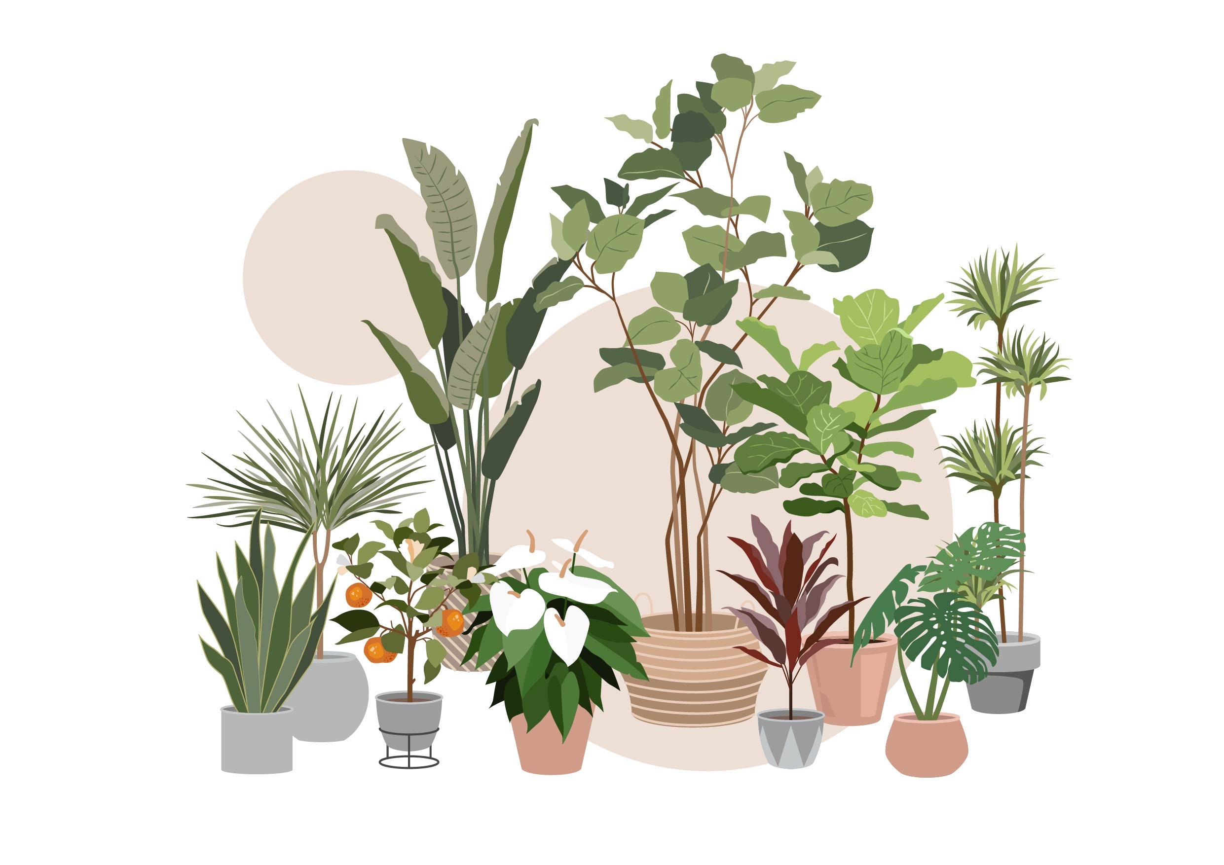 Set of House Plants Clipart - Flat Vector Plant Illustration AI - SVG ...