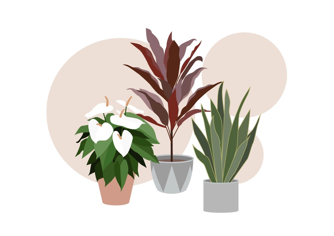 Set of House Plants Clipart - Flat Vector Plant Illustration AI - SVG ...