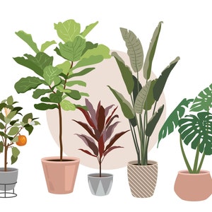 Set of House Plants Clipart - Flat Vector Plant Illustration AI - SVG ...