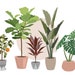 Set of House Plants Clipart - Flat Vector Plant Illustration AI - SVG ...