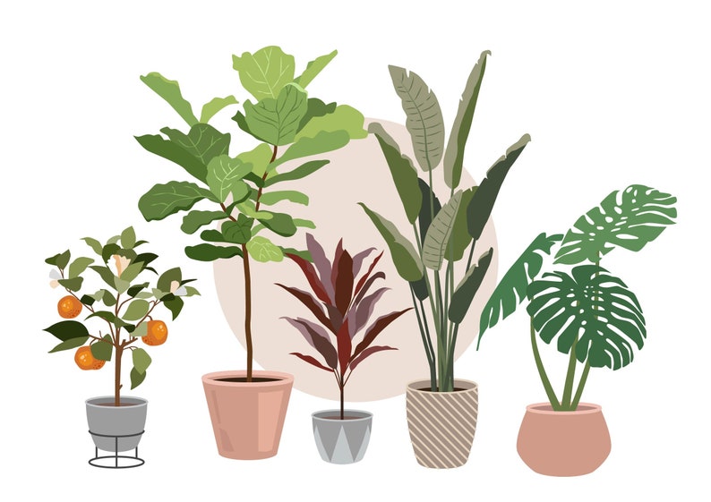 Set of House Plants Clipart Flat Vector Plant Illustration AI SVG PNG ...