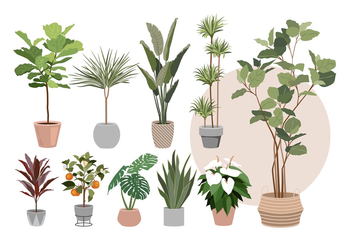 Set of House Plants Clipart Flat Vector Plant Illustration | Etsy