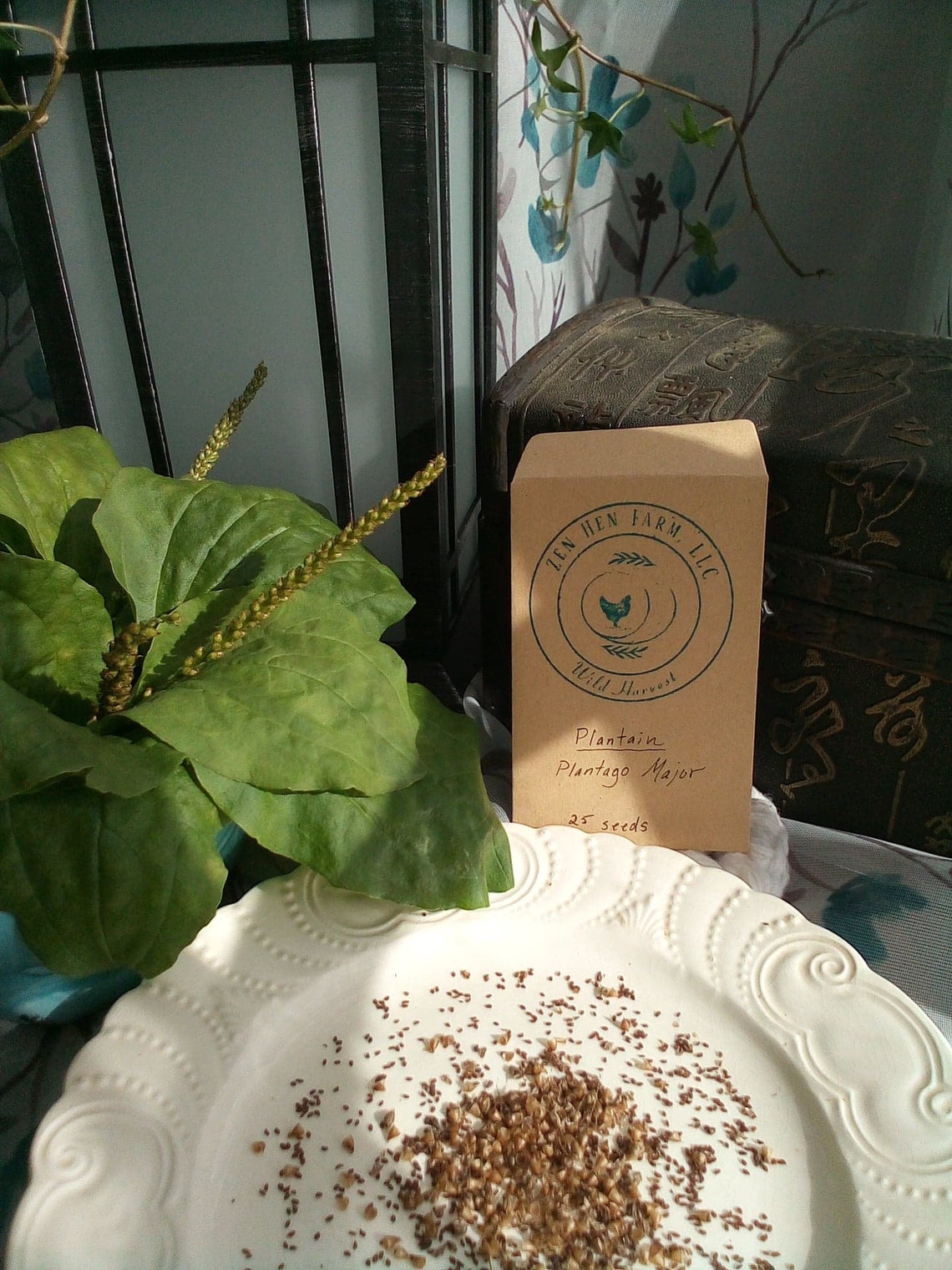 Plantain (plantago Major) Seeds (~ 100 Seeds) - Etsy