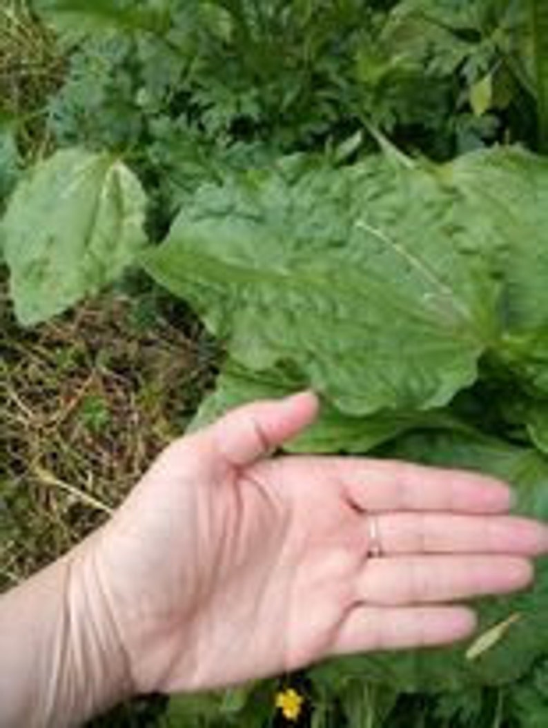 Plantain (plantago Major) Seeds (~ 100 Seeds) - Etsy