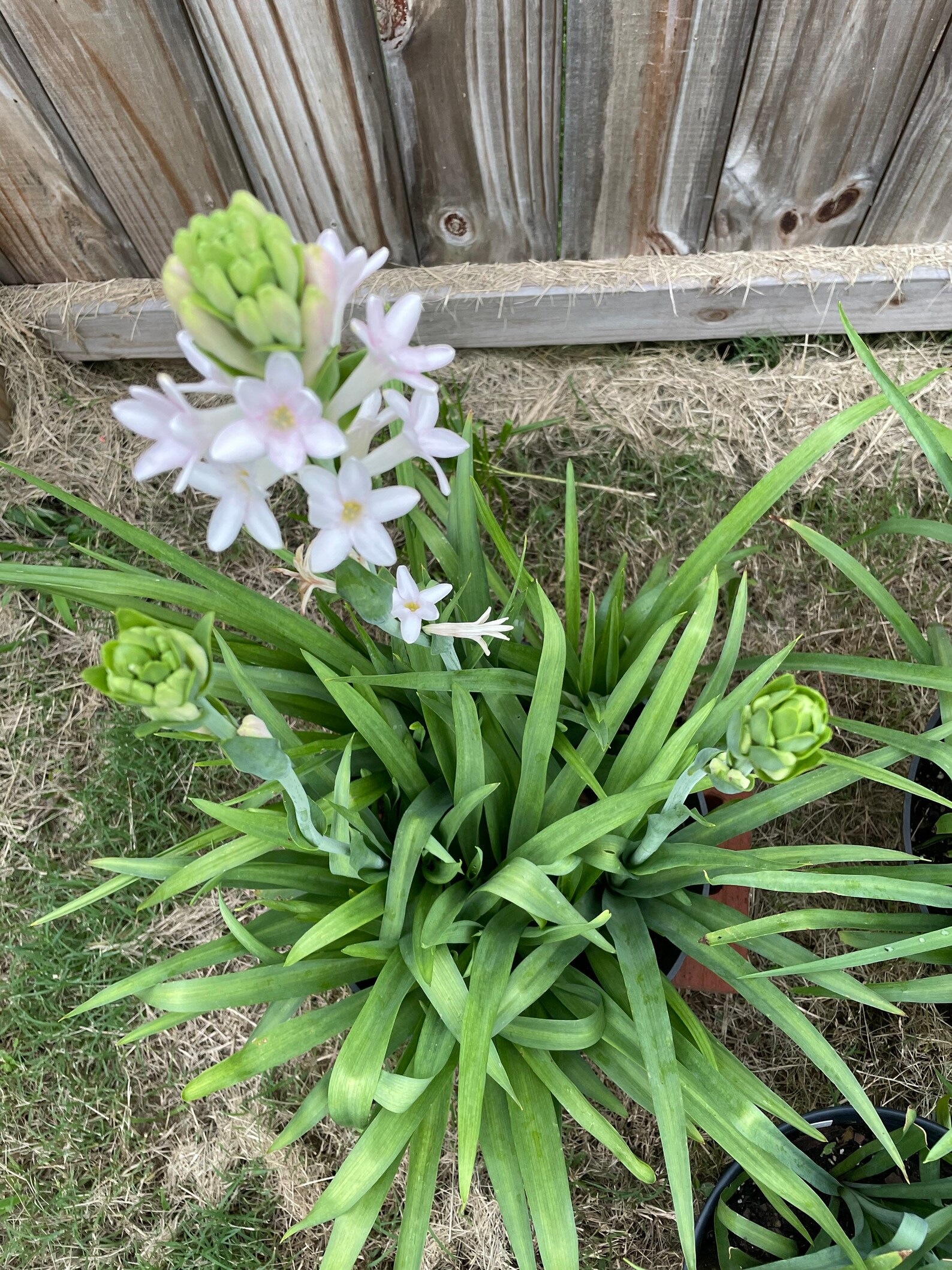 Tuberose Bulb With Plant - Etsy