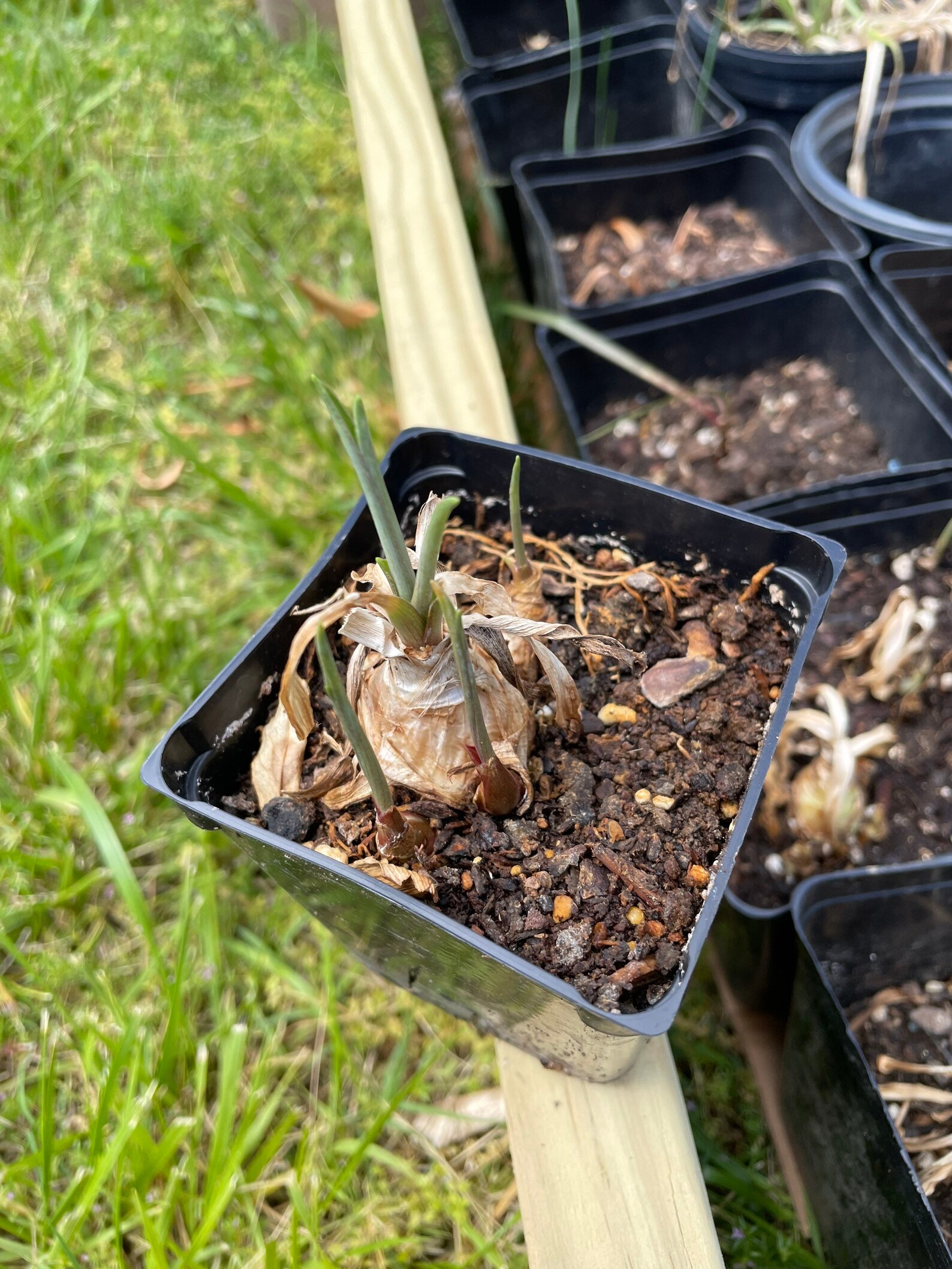 Tuberose Bulb With Plant - Etsy