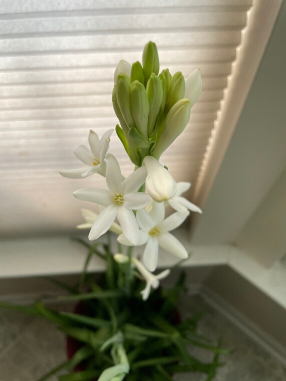 Tuberose Bulb With Plant - Etsy
