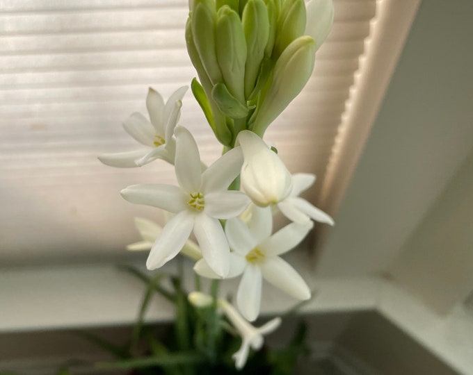 Double Tuberose the Pearl, Rajnigandha, Agave Amica Aka Polianthes ...