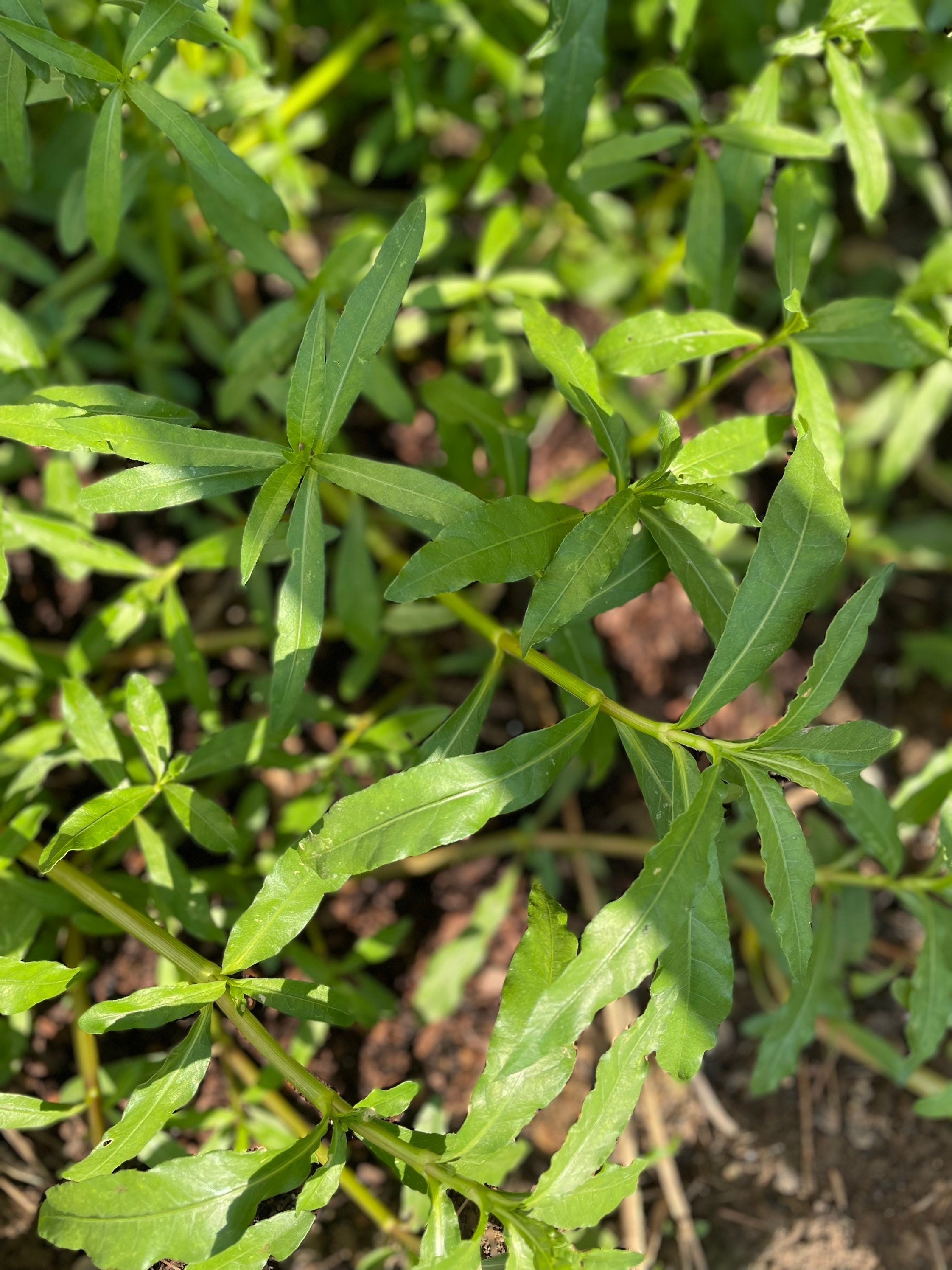 Malancha Shak/hechi Shak - Etsy