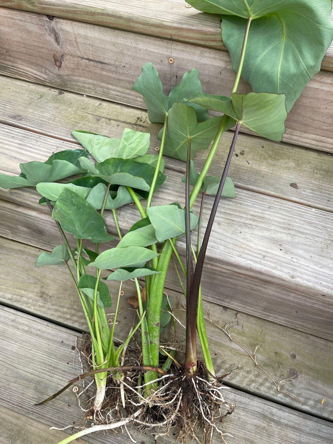 Elephant Ear loti 5 Plant | Etsy