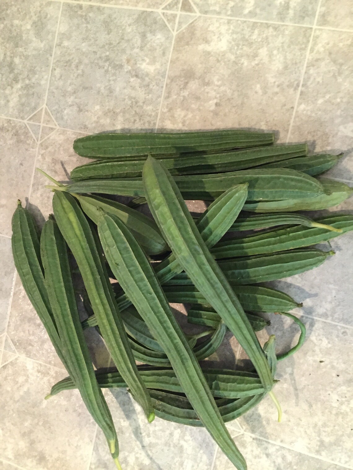 Rigid Sponge Gourd Seeds | Etsy