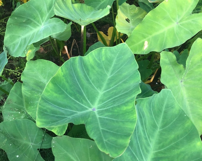 Elephant Ear (loti) 5 Plant - Etsy