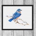 Bluebird Print, Bluebird PNG, Bluebird Printable Wall Art, Bluebird ...