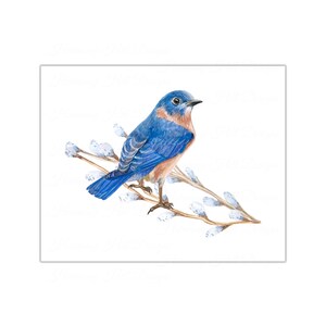 Bluebird Print, Bluebird PNG, Bluebird Printable Wall Art, Bluebird ...