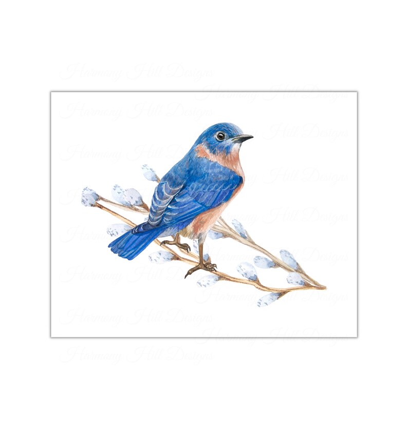 Bluebird Print Bluebird PNG Bluebird Printable Wall Art - Etsy