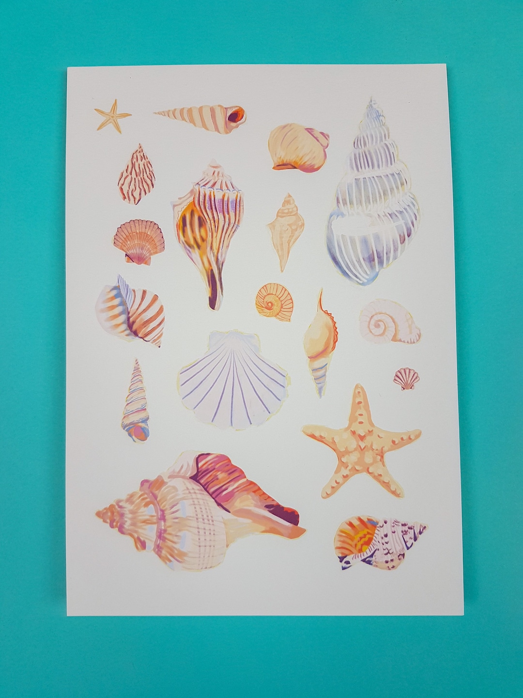 Muscheln Illustration Print A5/A4 Natur Illustration, fetter Druck ...