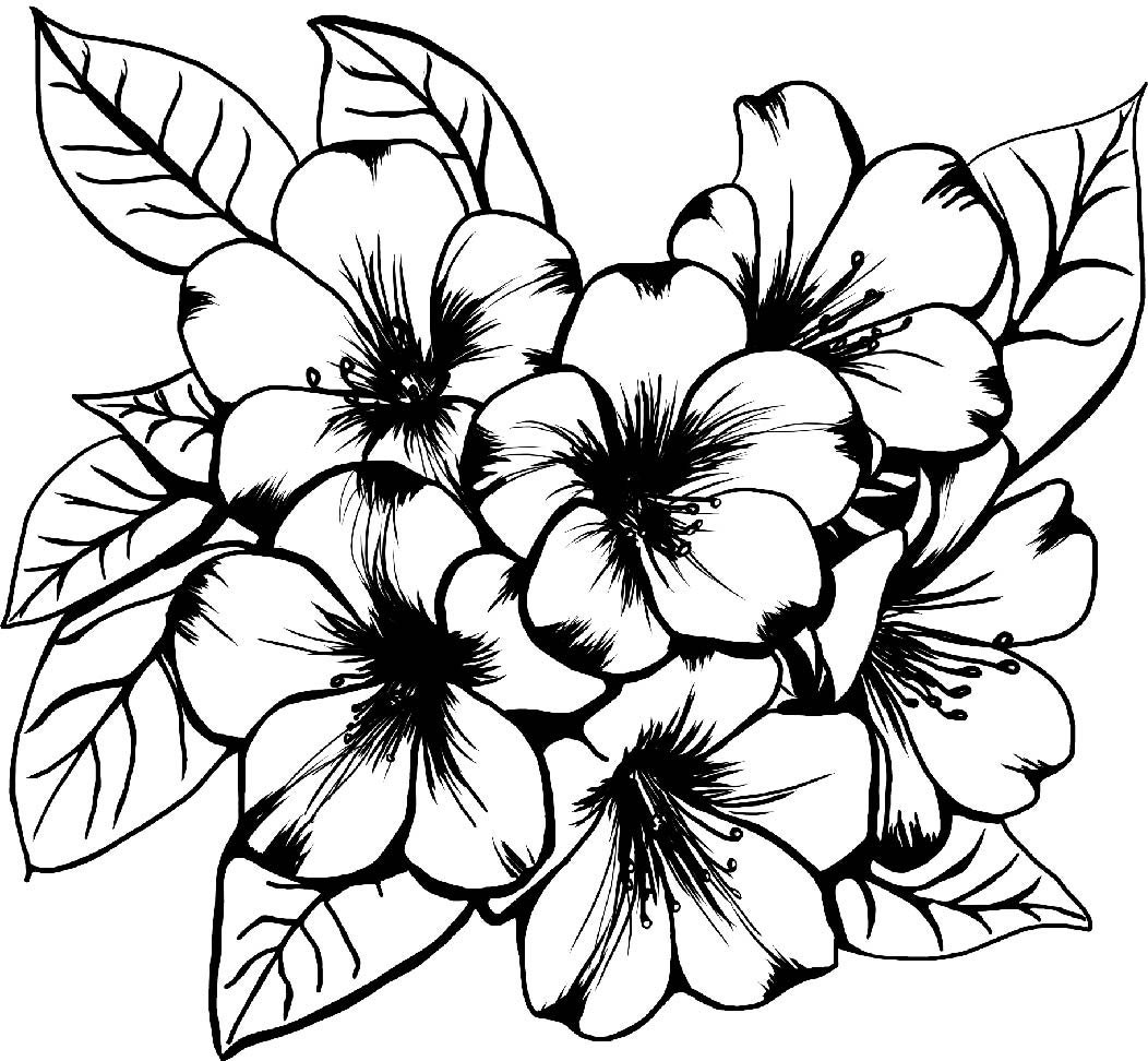 Rhododendron Drawing
