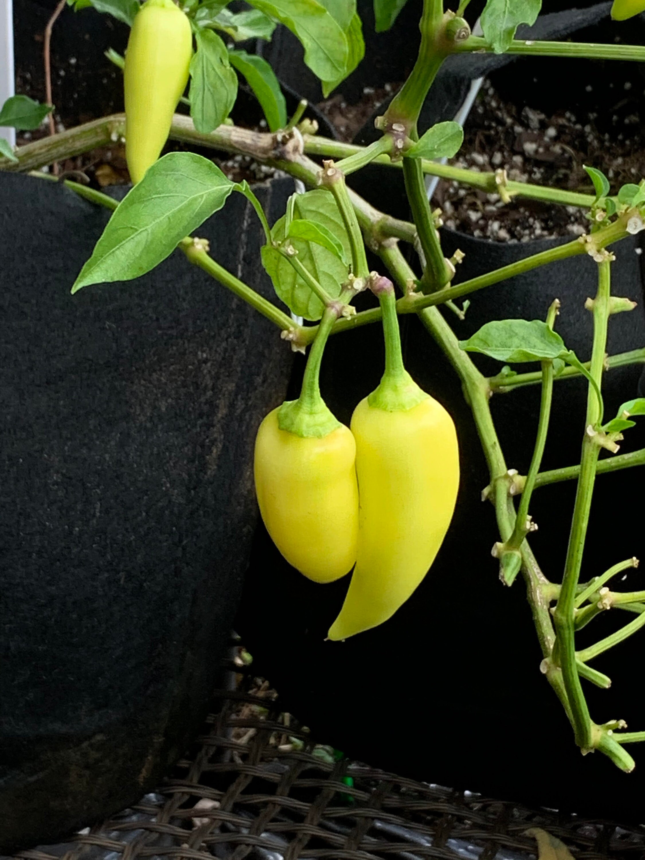 Cubanelle Open Pollenated " Heirloom Pepper Seeds" 40 SEED SUPER SALE ...