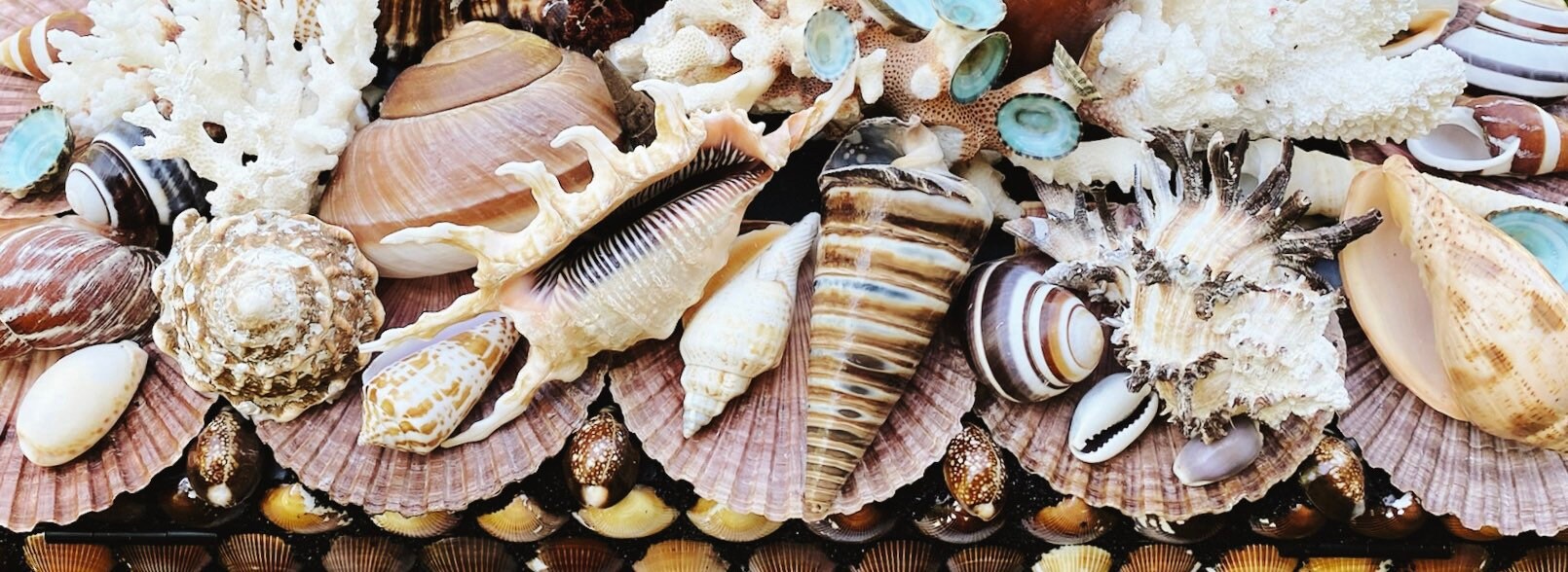 Custom Seashell Jewelry Box, Seashell Art, Decorative Box, Shell Art ...