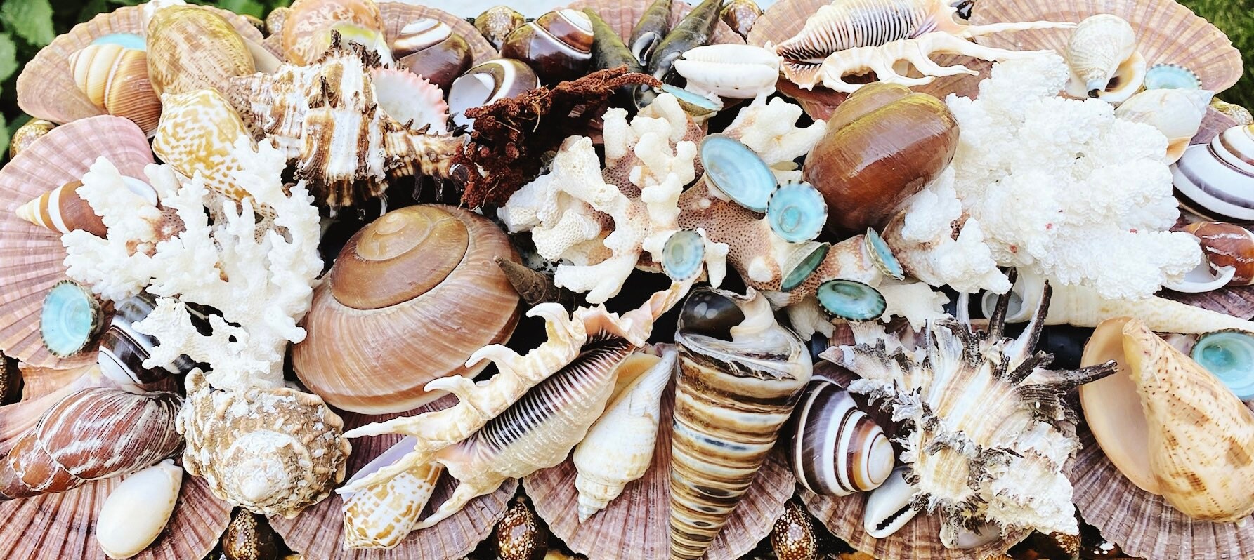 Custom Seashell Jewelry Box, Seashell Art, Decorative Box, Shell Art ...