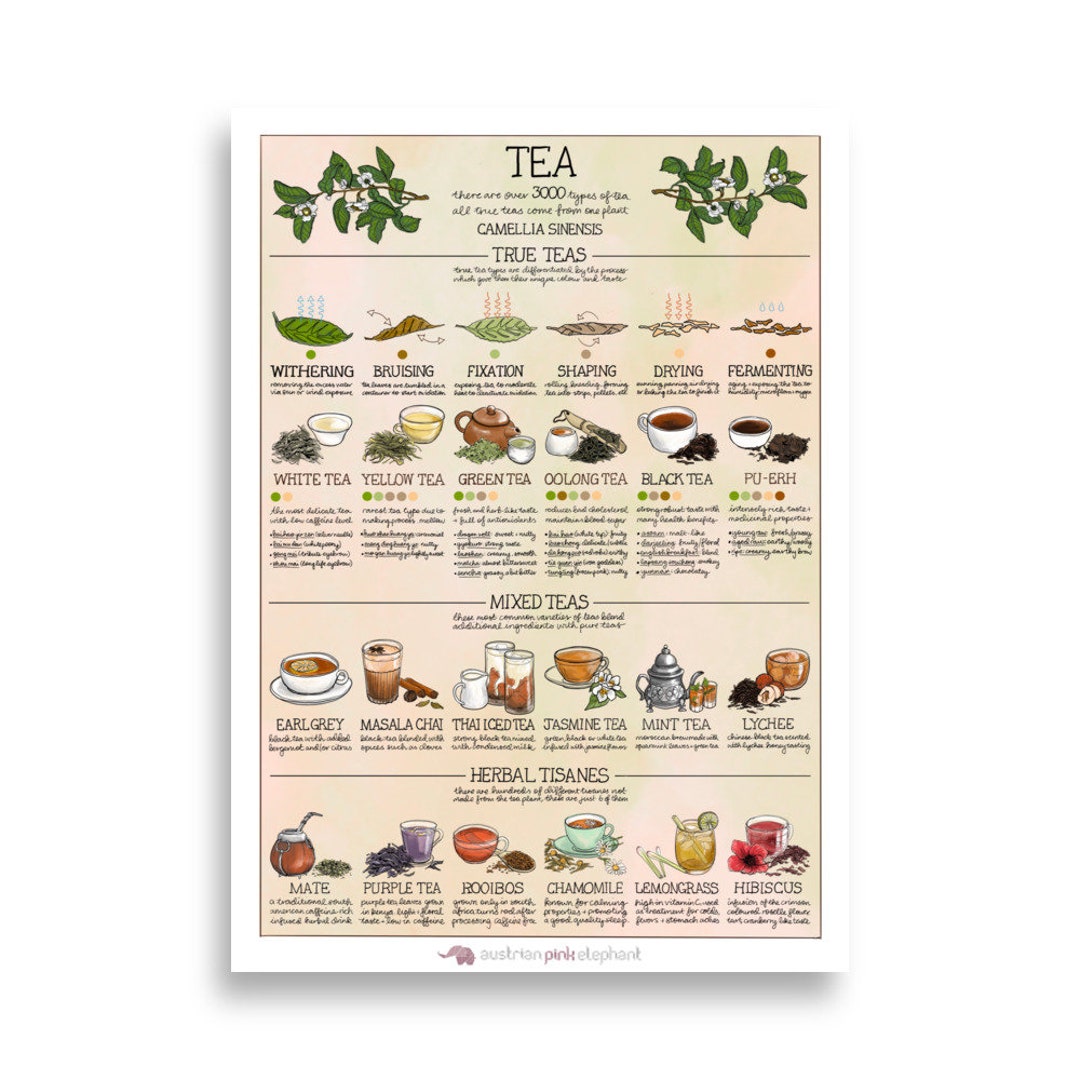 Hand-drawn Poster - All About Tea! - Etsy