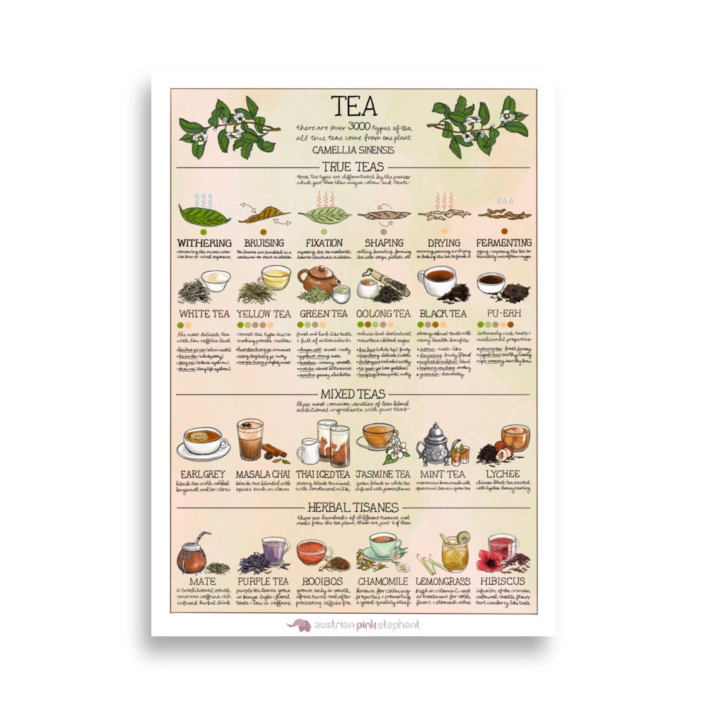 Hand-drawn Poster - All About Tea! - Etsy