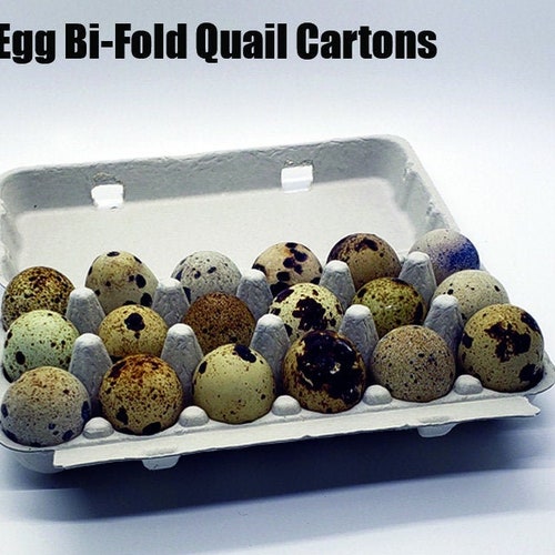 100 Paper Quail Egg Carton 12 Eggs - Etsy