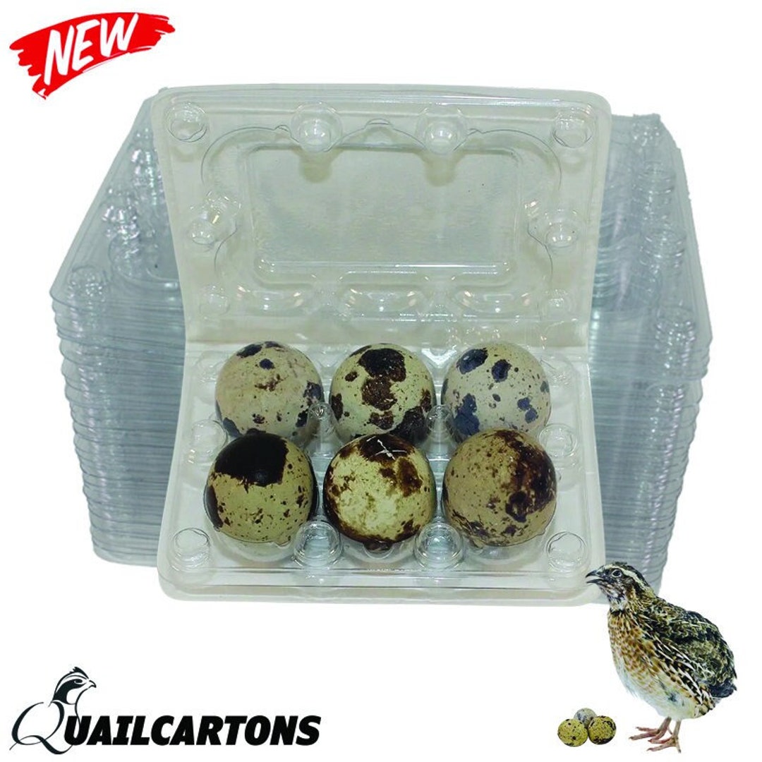 Jumbo Quail Egg Cartons 6 Egg Cell 2x3 Available in 25, 50, 100, and ...