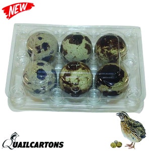 Jumbo Quail Egg Cartons 6 Egg Cell 2x3 Available in 25, 50, 100, and ...